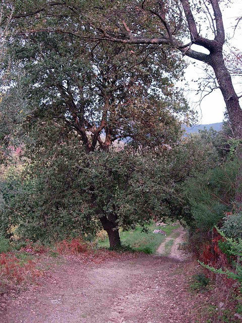 Malaspina Olive Tree – Vinity Wine Company